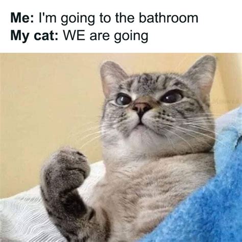 ‘cats On Catnip 50 Funny And Relatable Cat Memes We Loved A Lot