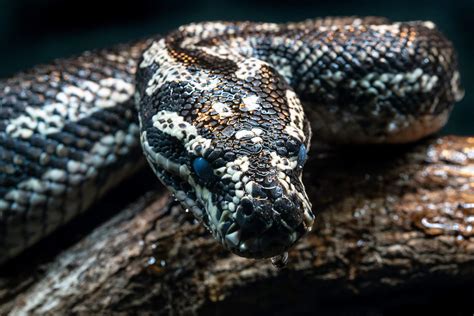 What Is Python Used For