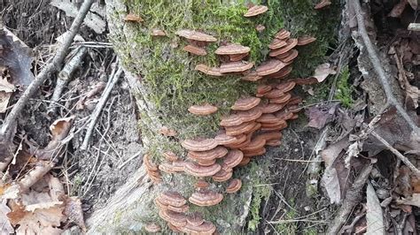 참나무 상황마른진흙버섯 발견 대박 Youtube