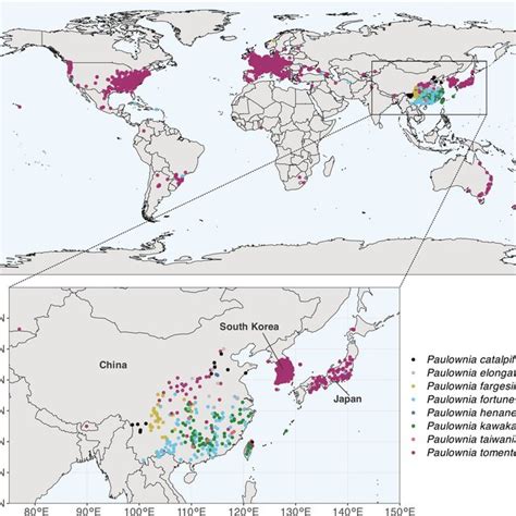 Illustration Of The Differences Between Typical C3 And C4 Leaf Anatomy
