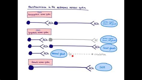 Nervous System Neurotransmitters