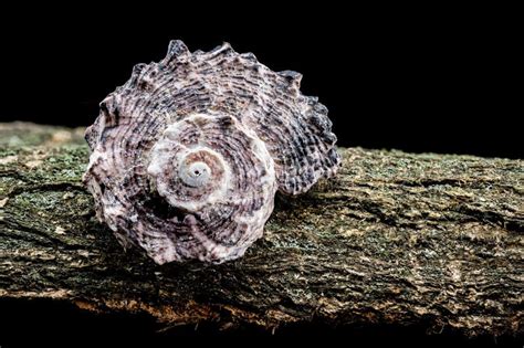 Angaria Delphinus Shell On Driftwood Stock Image Image Of Organic Closeup 354104605
