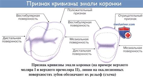Признаки зубов. Контактная зона зуба. Зубные дуги.