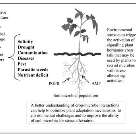 Feedback Activities During Plant Microbe Interactions In The