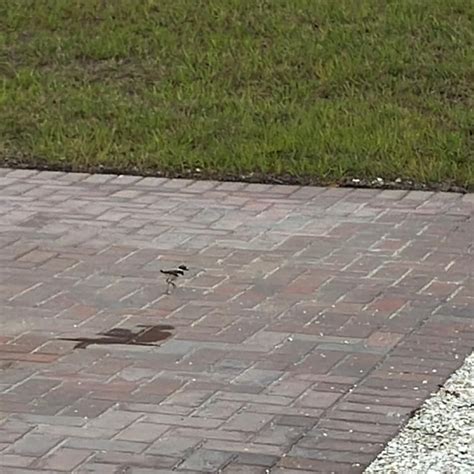 Witnessing Natures Miracle The Killdeer Nest At The Surf Rv Resort