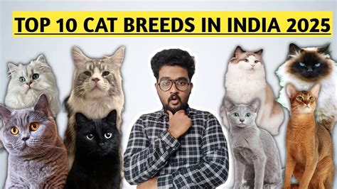 Top 10 Cat Breeds In India 2025 🐱 Best Cats For Indian Homes