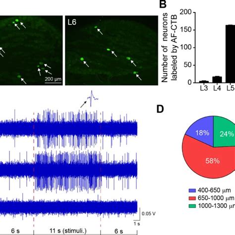 general properties of wdr neurons with receptive fields rfs at left