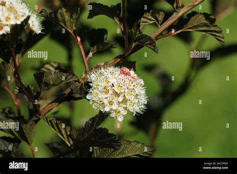 Ninebark Or Physocarpus Opulifolius Shrub Bloosom In Garden Dwarf