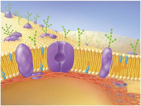 Plasma Membrane Diagram Quizlet