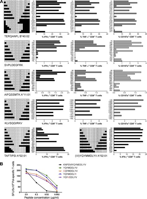 Minimum Epitope Mapping Of Hivconsv Vaccine Elicited Inhibitory Cd8