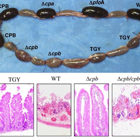 Pdf Clostridium Perfringens Toxins Involved In Mammalian Veterinary
