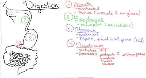 Solved Describe The Movement Of Food Through The Digestive System Name Each Organ And