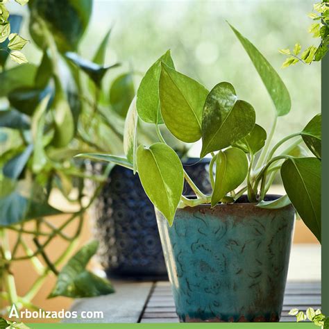 Las Mejores Plantas De Interior Para Tu Hogar Belleza Y Salud Verde