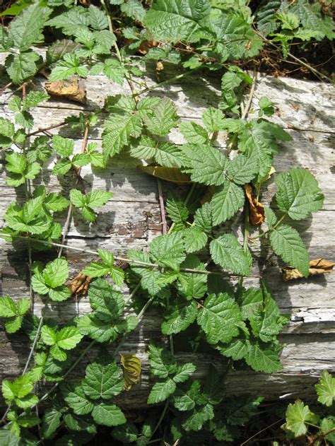 Cutleaf Evergreen Blackberry Ssisc