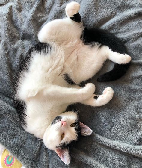 Cats On Tumblr
