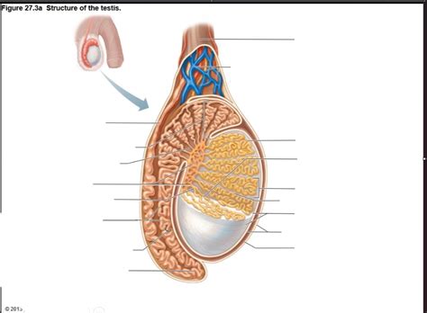 Pdf Three Labling Structure Of Testis Diagram Quizlet