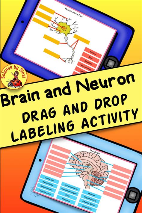 Twins Reading Comprehension Worksheets Middle School Science Resources Middle School