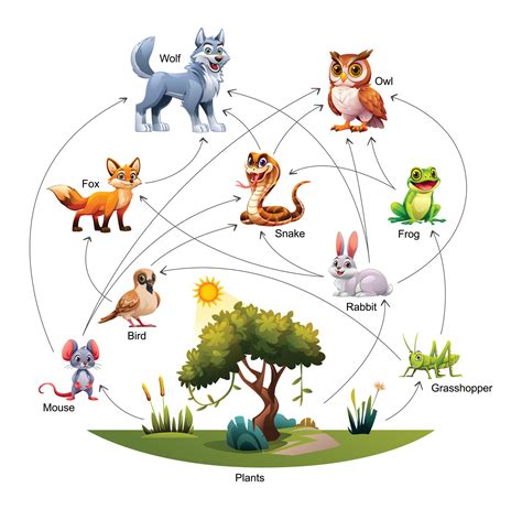 Illustration Of Food Web Ecosystem 46551539 Vector Art At Vecteezy