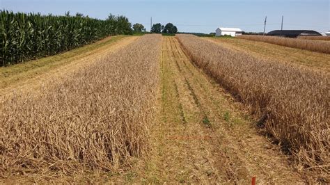 Considerations For Double Crop Soybean Production Lebanon Crop Management