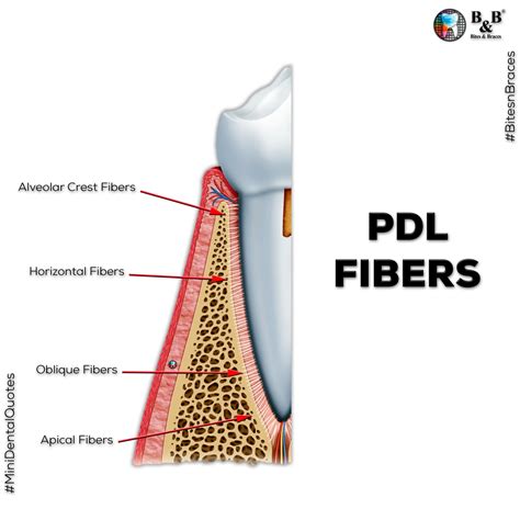 Bites And Braces Dental Pdl Fibers Bitesnbraces The Periodontal Ligament Pdl Is A Group Of