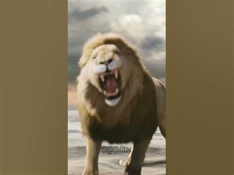 Aslan Vs Shere Khan Chroniclesofnarnia Thejunglebook Edit