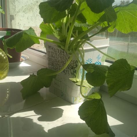 Common Squash Problems And Solutions 🎃