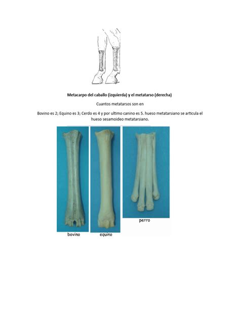 Metacarpo Del Caballo Pdf