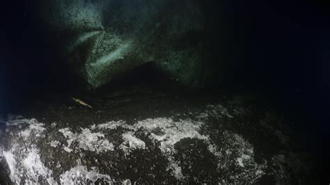 Oxygen Depletion In Water Has Far Reaching Consequences Not Just For