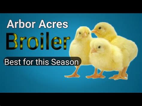 19 Days Old Arbor Acres Broiler Chicken Youtube