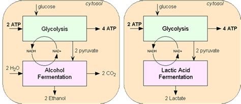 Alcoholic Fermentation