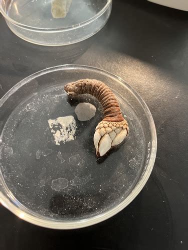 Invert Lab Practical Flashcards Quizlet