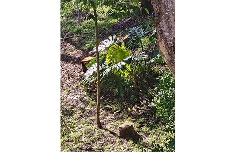 Council Offers Guidance On Tree Removal Rules News Of The Area