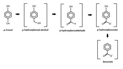 Filep Cresol Degradation To Benzoatepng Wikimedia Commons