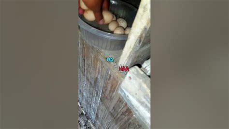 Vida No Campo Com Denis Mendonça Amonatureza Youtube