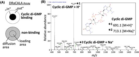 A Mass Spectrometrybased Nonradioactive Differential Radial Capillary Action Of Ligand Assay