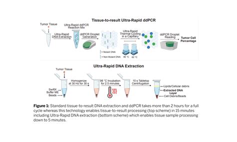 Intraoperative Ultra Rapid Digital Droplet Pcr To Guide Tumor Resection