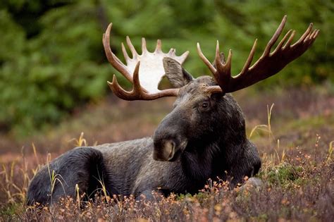 The Wildlife Of Yellowstone National Park Animals Network