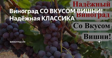 Виноград СО ВКУСОМ ВИШНИ! Надёжная КЛАССИКА | Виноград VM | Дзен