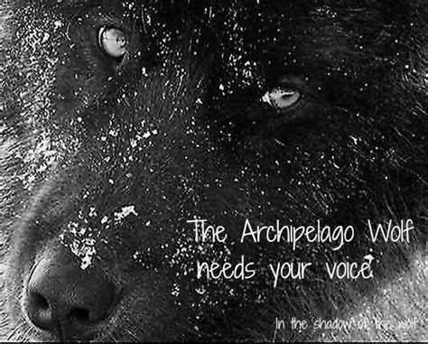 Posts About Alexander Archipelago Wolves On Intheshadowofthewolf Wolf
