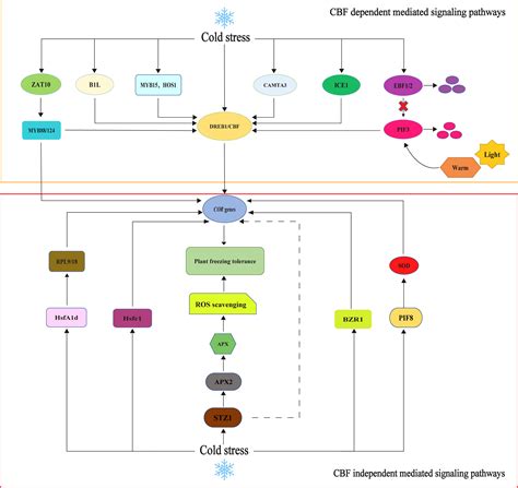 Frontiers Research Progress On The Physiological Response And