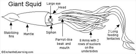 Giant Squid