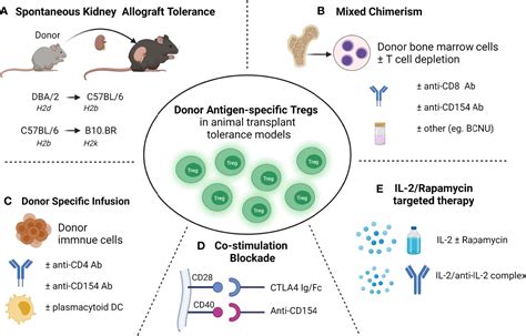 Frontiers Antigen Specific Regulatory T Cells In Kidney