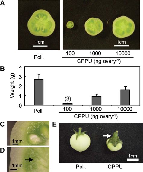 Response Of Unpollinated Tomato Ovaries To Download Scientific Diagram