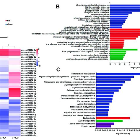 Trichoderma Harzianum T28 Primed Induced Systemic Resistance Isr In Download Scientific