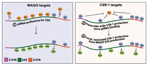RNA Seq Analysis Toolkit Ryan S Blog