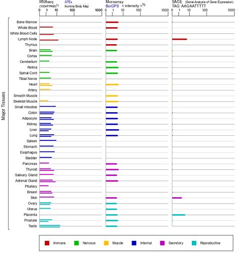 Exo1 Gene Genecards Exo1 Protein Exo1 Antibody