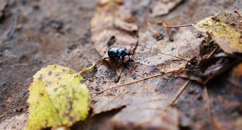 Народні прикмети 27 жовтня Чого не можна робити на Параскеву Грязницю Новости Section Ukr Net