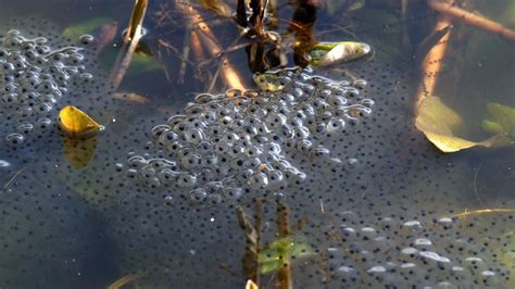 what is the difference between a frog and a toad woodland trust