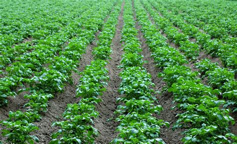 Product Focus Across Our Potato Range Aphid Control Clayton Plant