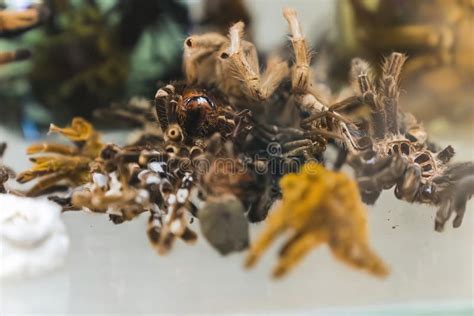 Molting Allows The Spider To Grow And Replace Its Exoskeleton A Spider S Natural Process High